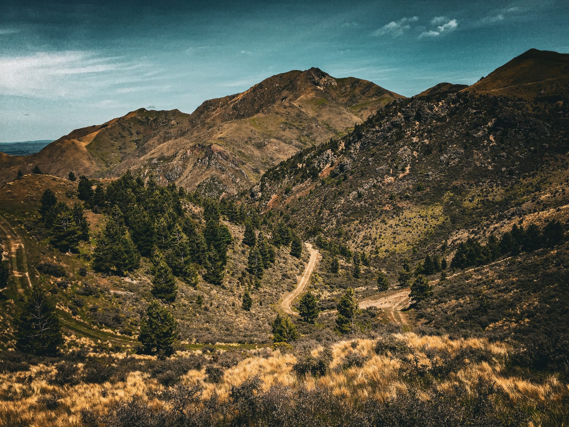 From Threat to Opportunity: Using the ETS to Beat Wilding Pines - Agri ...