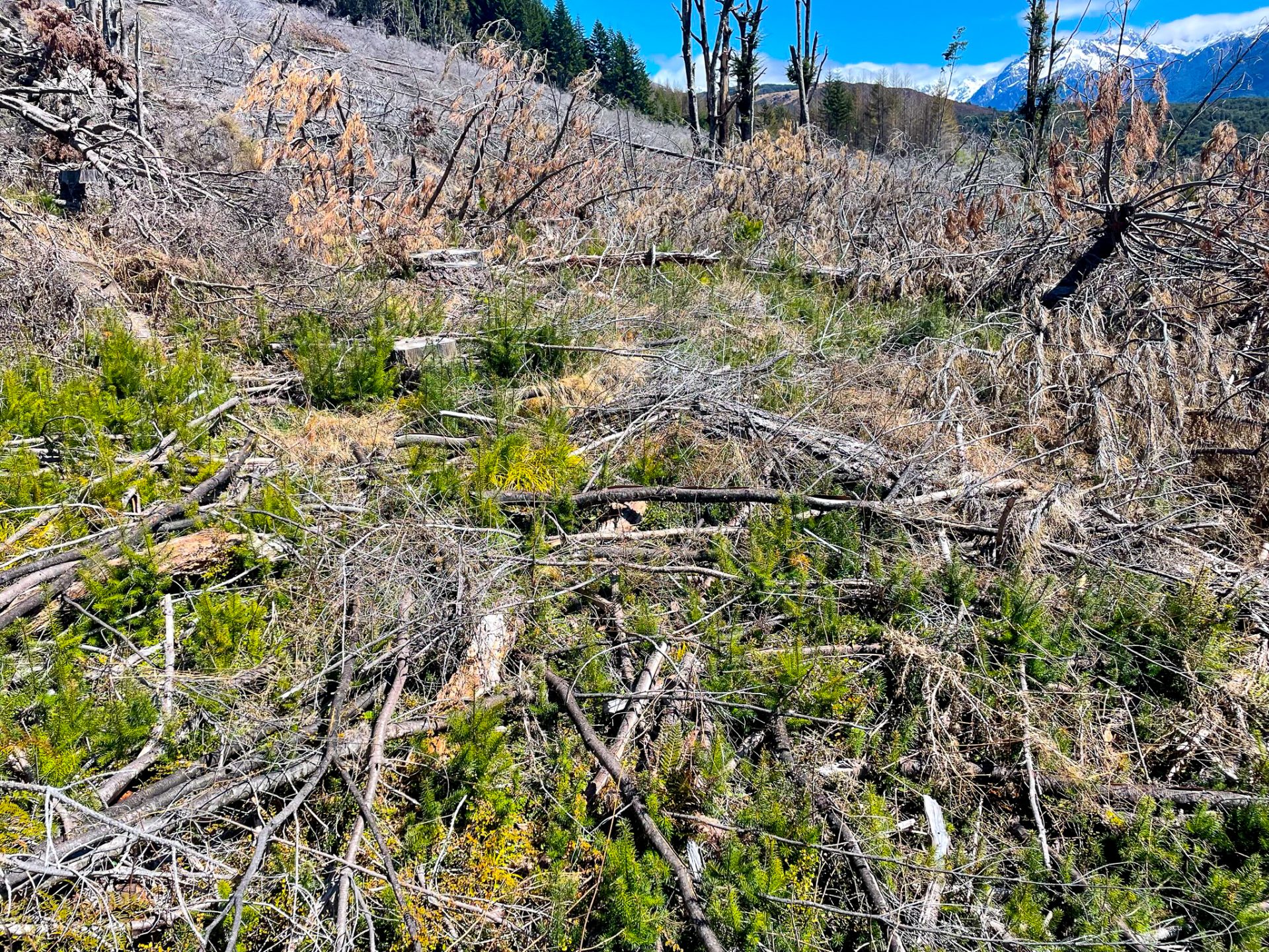 From Threat to Opportunity: Using the ETS to Beat Wilding Pines - Agri ...
